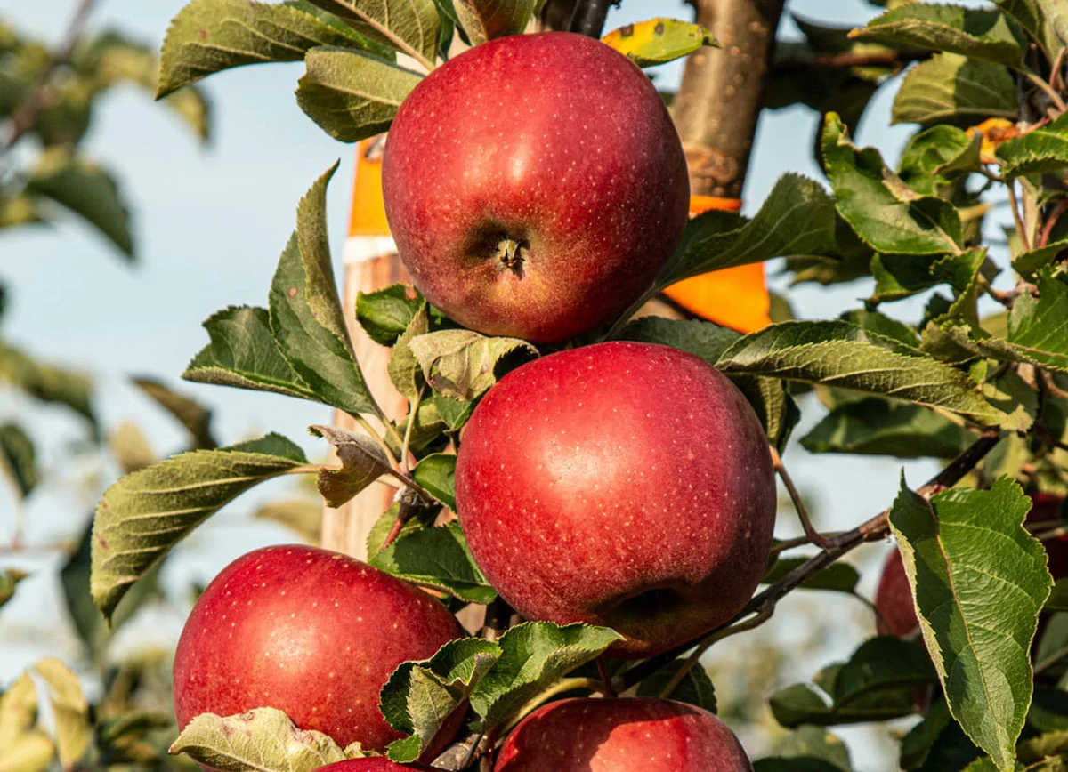 "Bella & Paul: Mode für ein gutes Gewissen"
